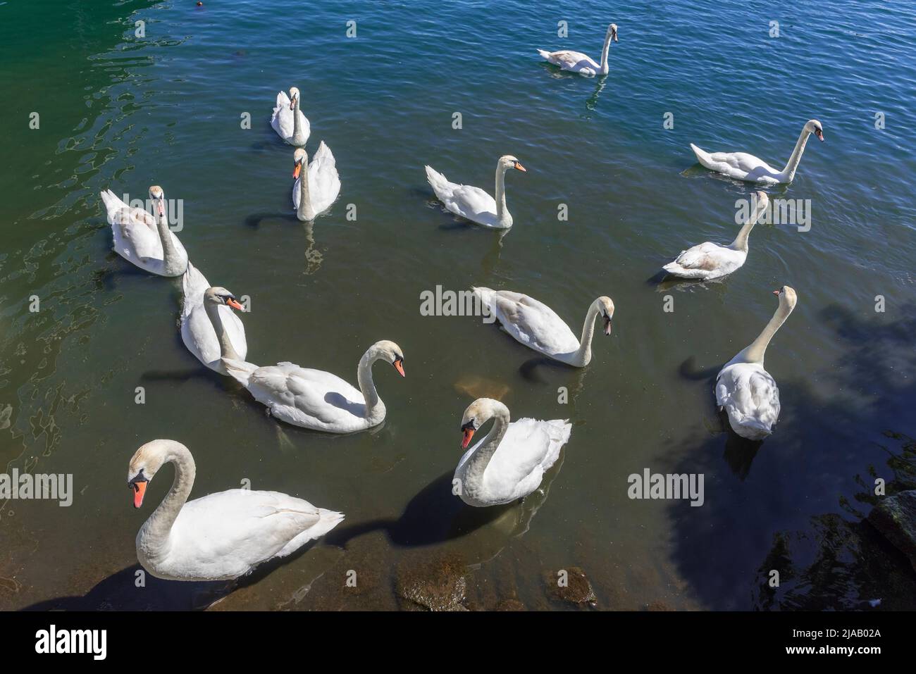 Group of swans hi-res stock photography and images - Alamy