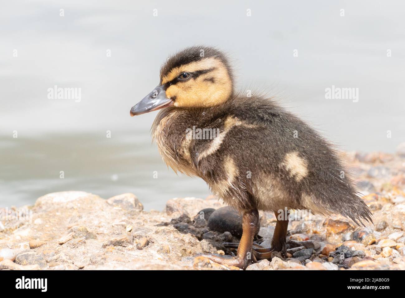 Duckling on the Cemetery Lake at Southampton Common, Southampton ...