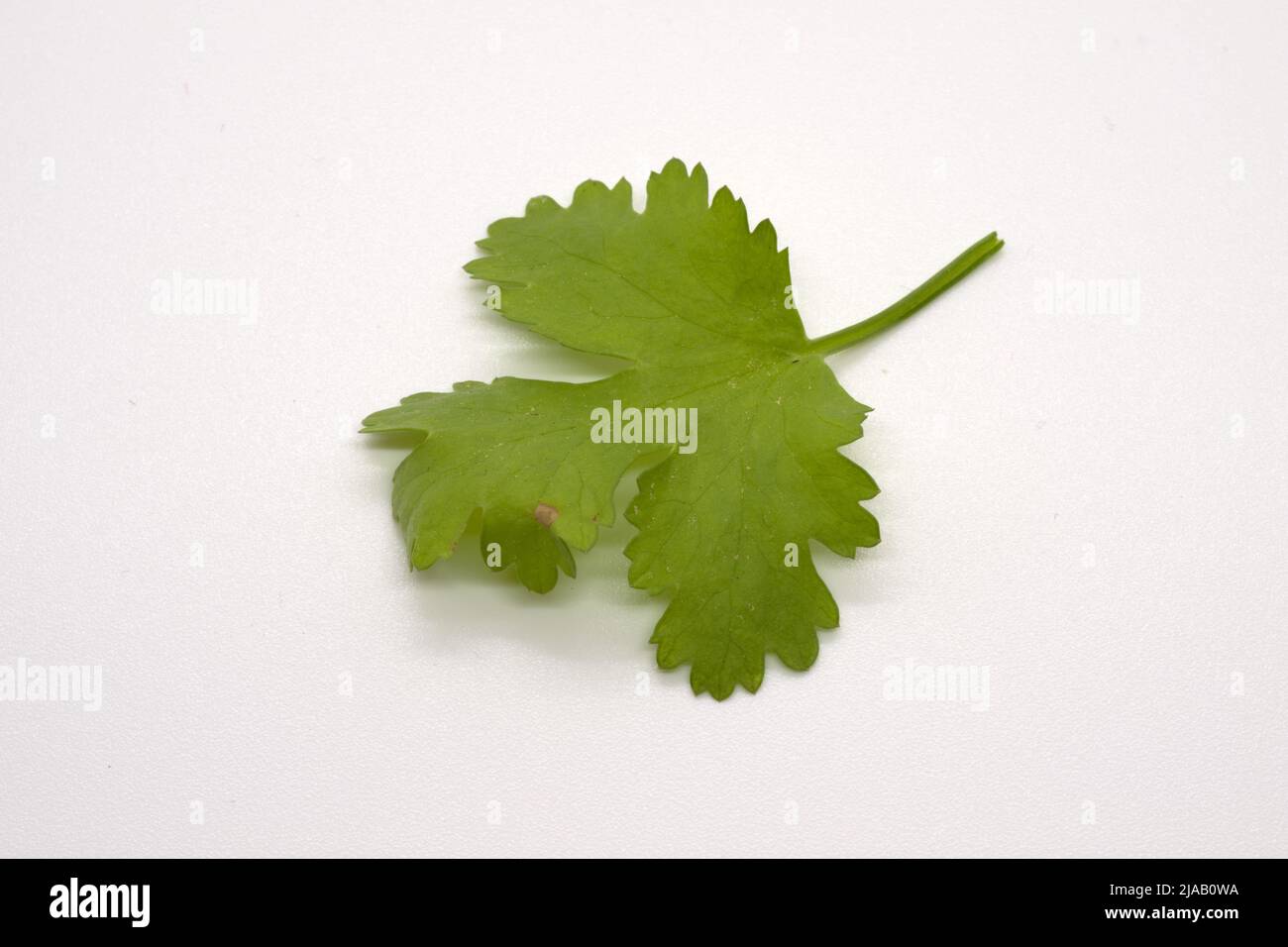 Kitchen herbs: Coriander, Coriandrum sativum, single leaf, isolated against white background ...