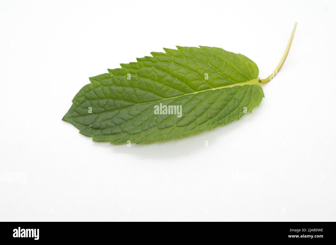 Mint leaf close up hi-res stock photography and images - Alamy