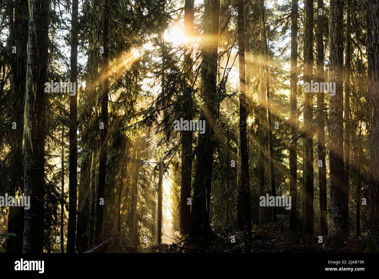 WA21585-00...WASHINGTON - Sun through the trees along the trail to ...