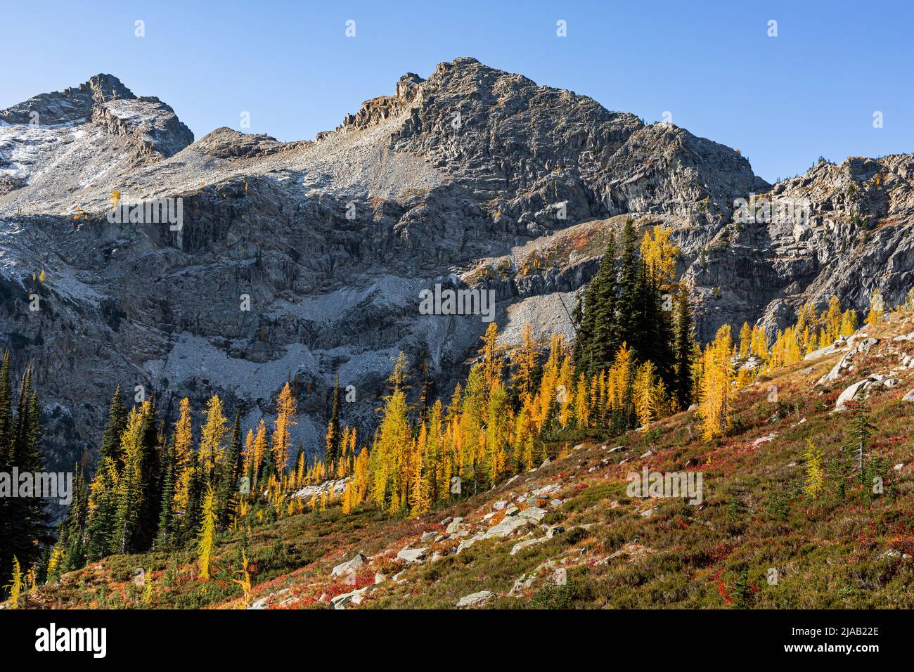 WA21596-00...WASHINGTON - Frisco Mountain and larch trees in an autumn ...