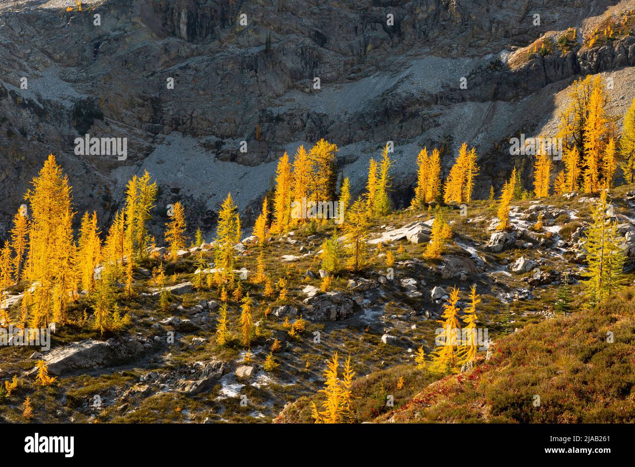 WA21603-00...WASHINGTON - Sun on alpine larch trees below Frisco ...