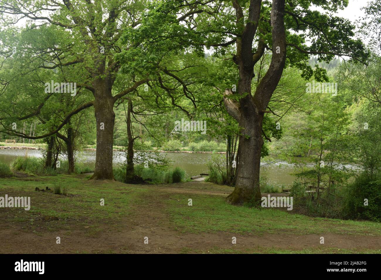 Beechenhurst forest forestry england hi-res stock photography and ...