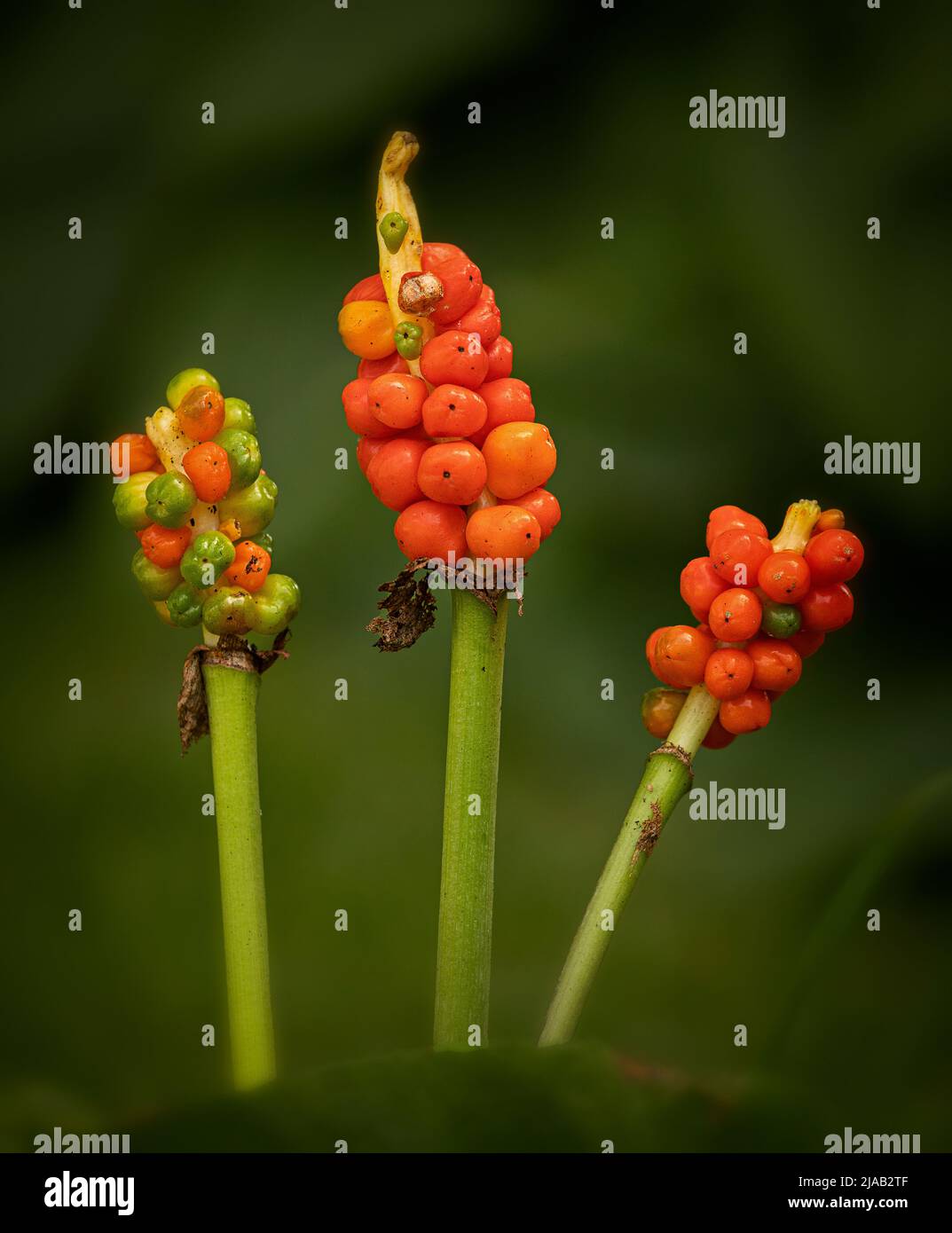 Lords and Ladies Stock Photo - Alamy