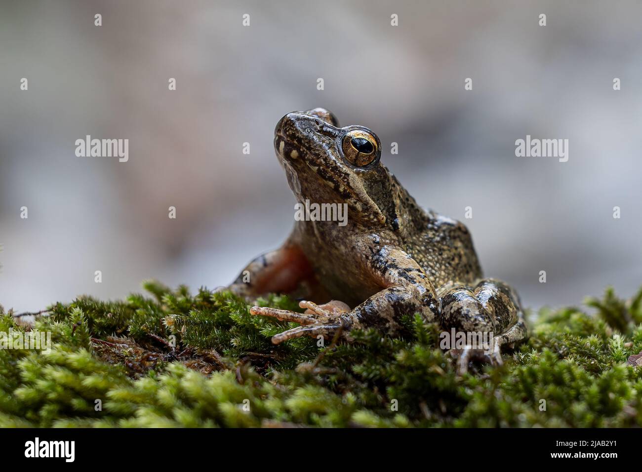 Greek Stream Frog Stock Photo - Alamy