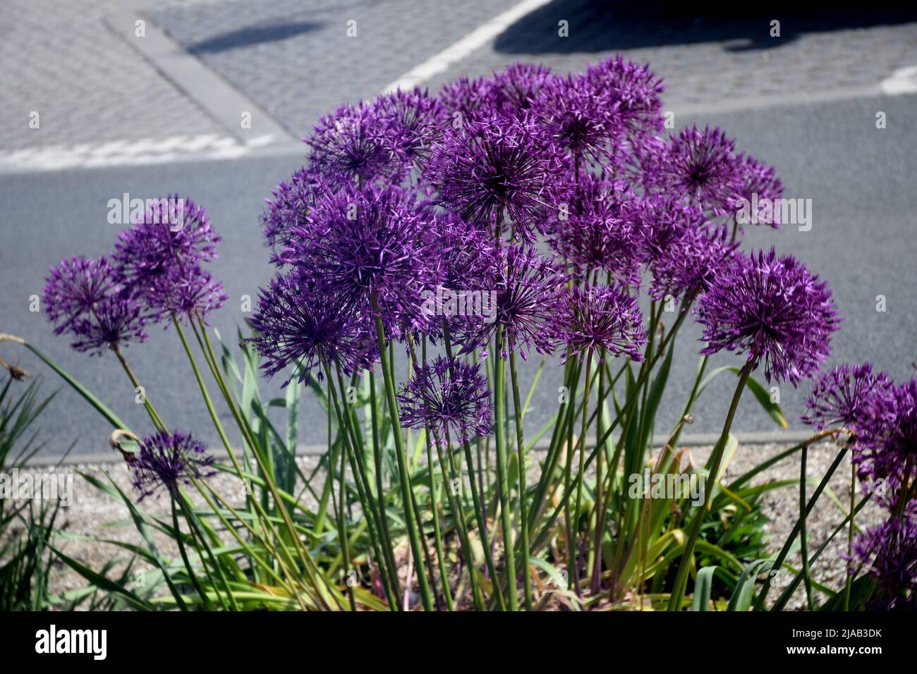 Kastrup/Copenhagen/Denmark/29 May 2022/ Tall purple Allium Azureum ...
