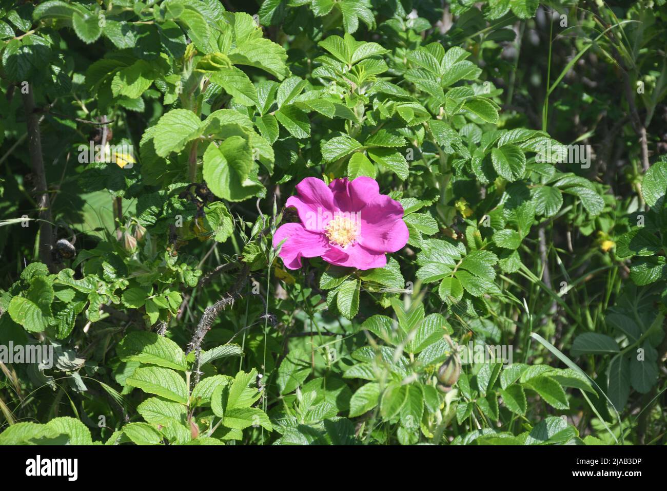 Copenhagen /Denmark/29 May 2022 / Wild purple rose flowers and flowers ...