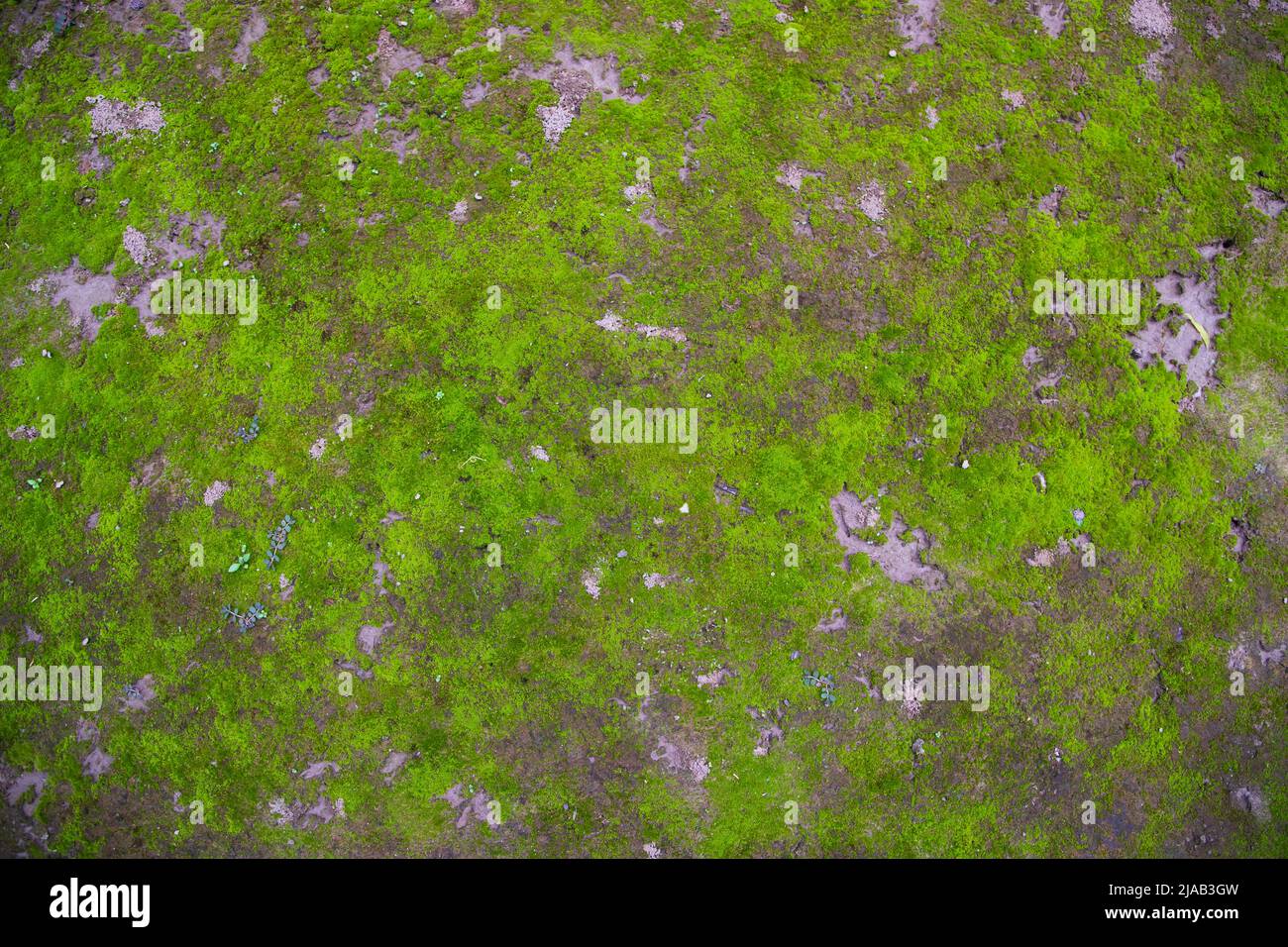 Moss on the Soil Texture Abstract Background. Natural background. Green ...