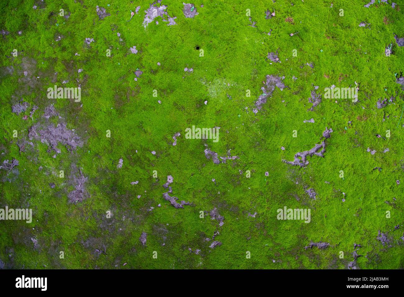 Moss on the Soil Texture Abstract Background. Natural background. Green ...