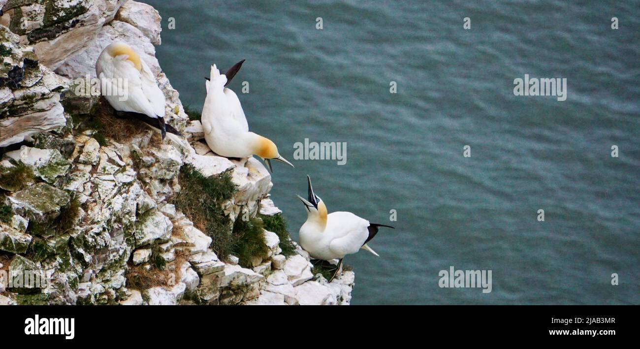 Gannets at Bempton Cliffs, East Yorkshire, UK Stock Photo - Alamy