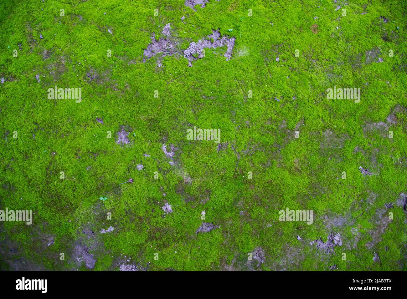 Moss on the Soil Texture Abstract Background. Natural background. Green ...