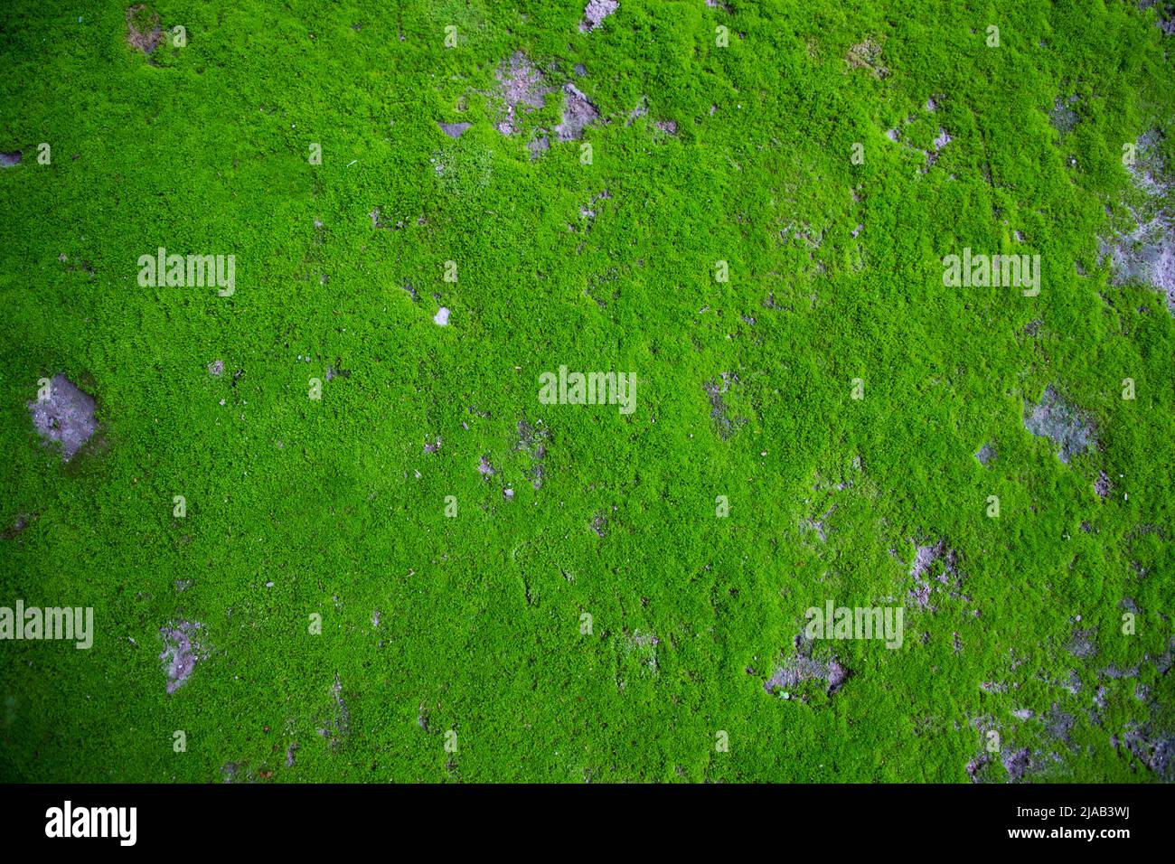 Moss on the Soil Texture Abstract Background. Natural background. Green ...