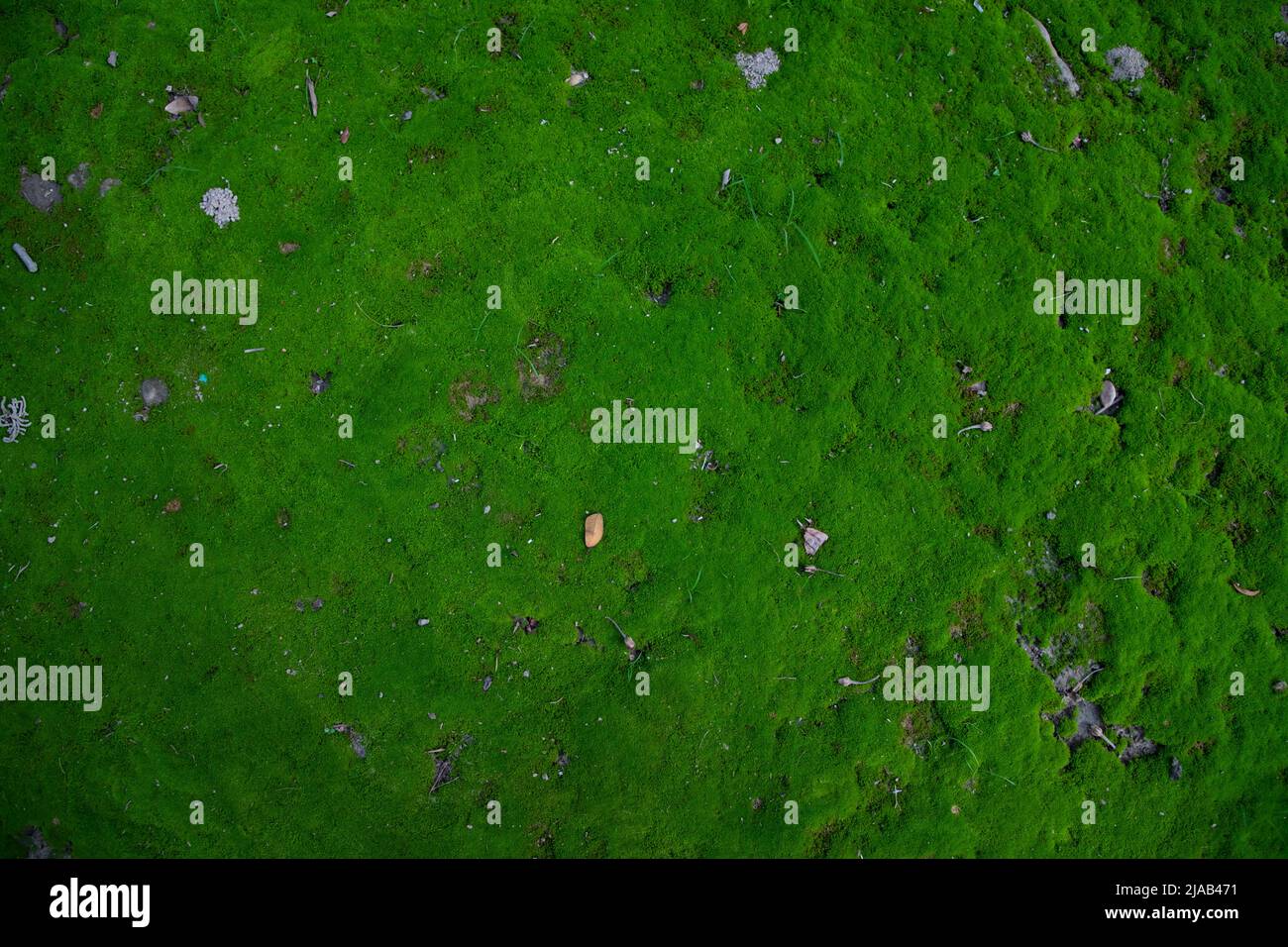 Moss on the Soil Texture Abstract Background. Natural background. Green ...