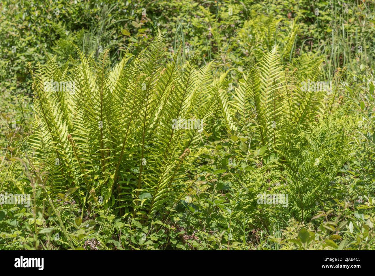 Unidentified species of fern in Cornwall hedgerow in early summer ...