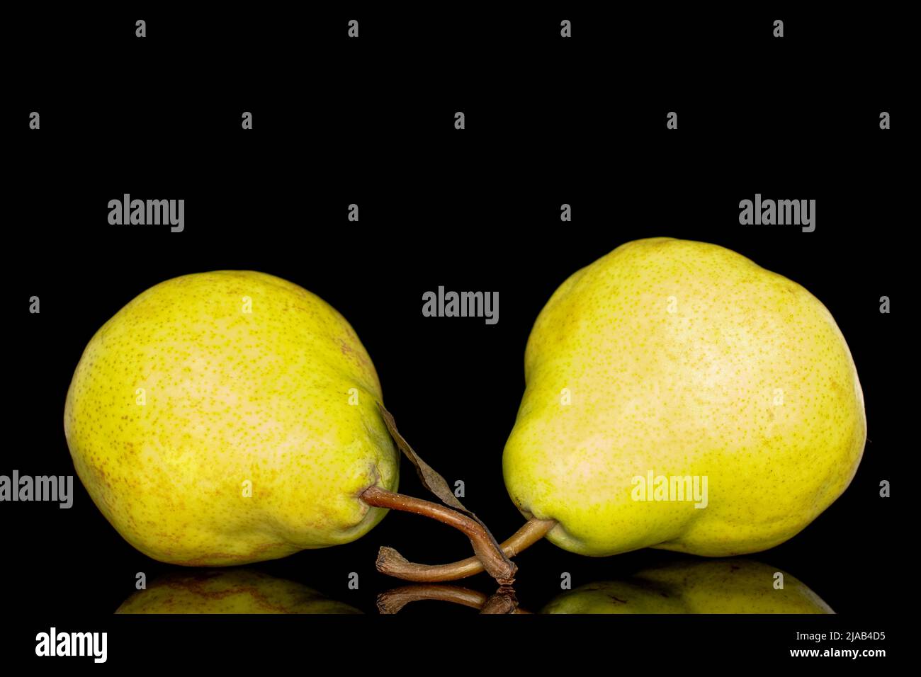 Two juicy bright yellow pears, close-up, isolated on a black background ...