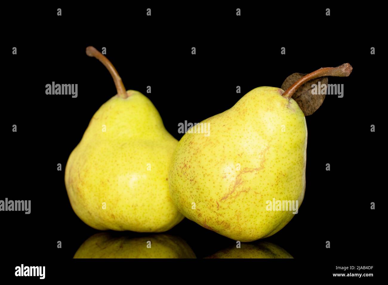 Two juicy bright yellow pears, close-up, isolated on a black background ...