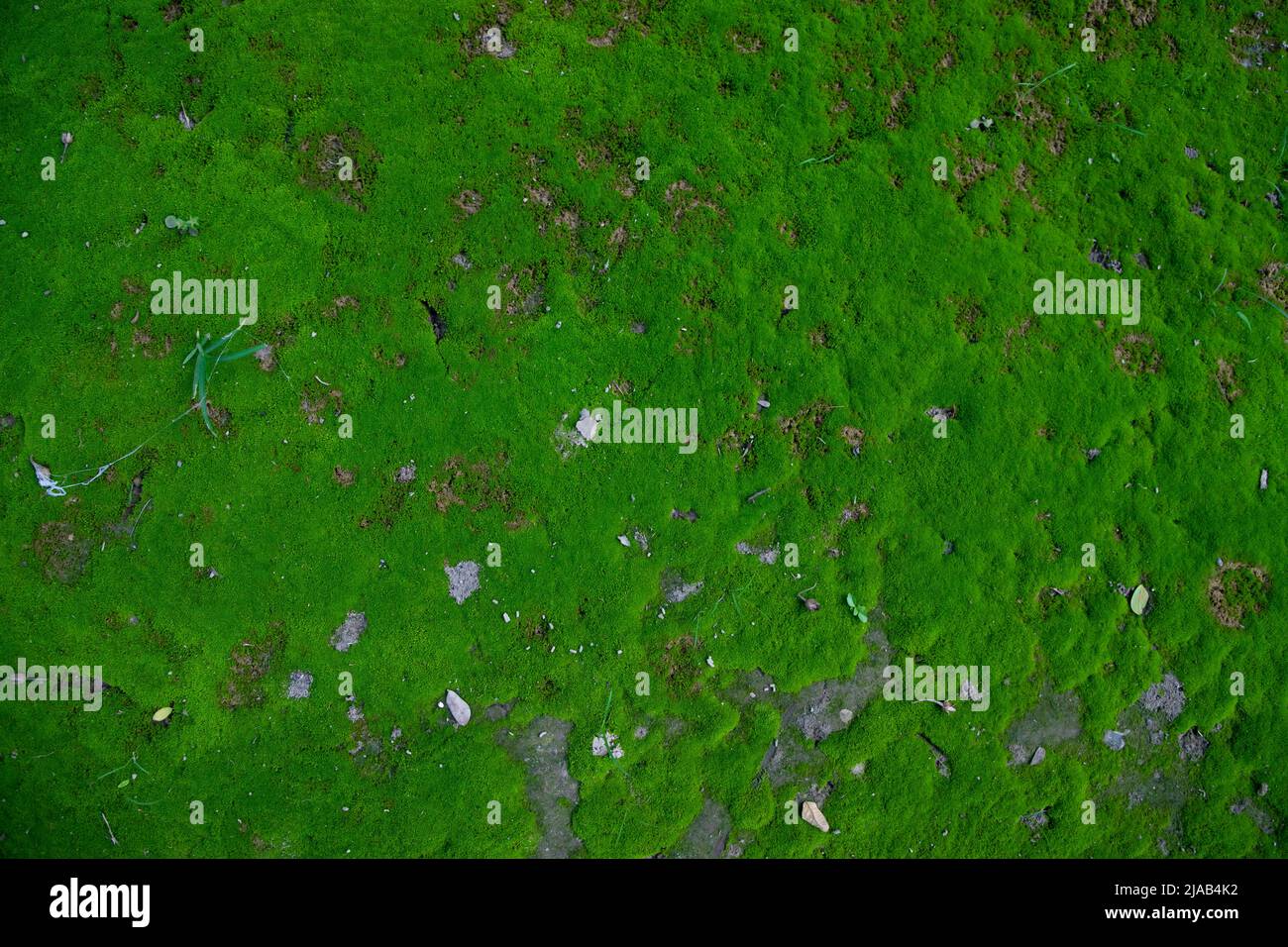 Moss on the Soil Texture Abstract Background. Natural background. Green ...