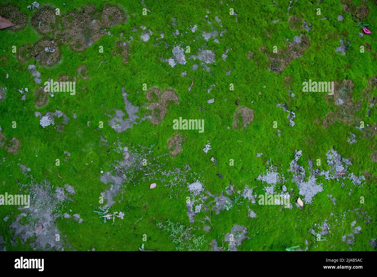Moss on the Soil Texture Abstract Background. Natural background. Green ...