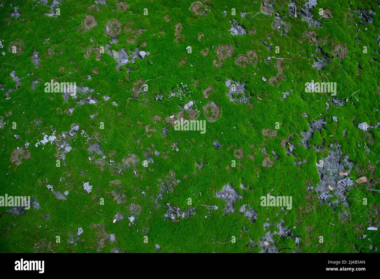 Moss on the Soil Texture Abstract Background. Natural background. Green ...