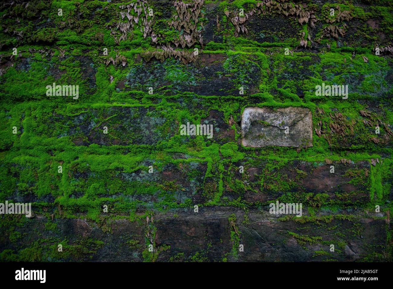 Green moss on wall texture hi-res stock photography and images - Alamy