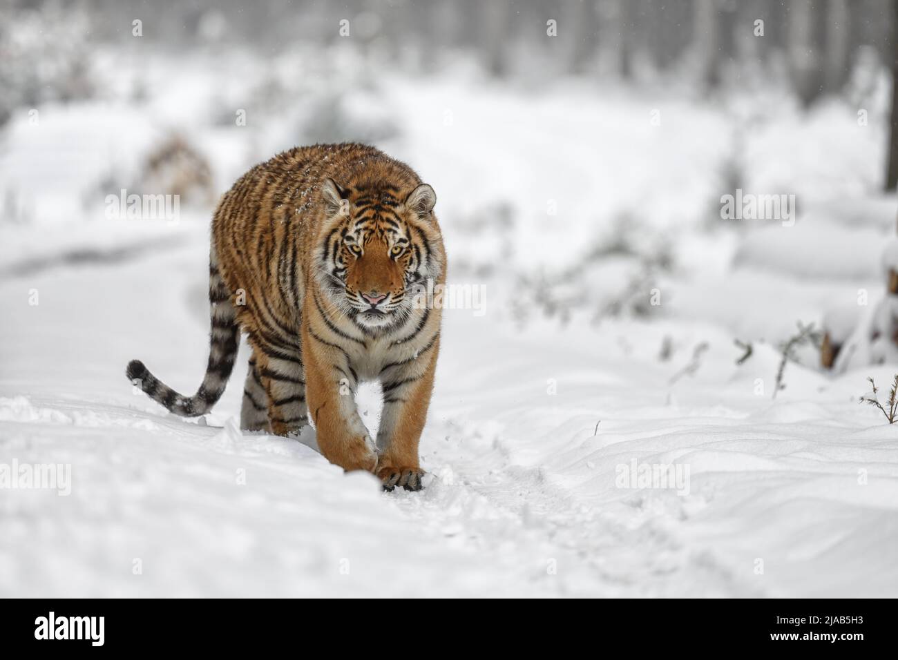 Siberian tiger snow forest hi-res stock photography and images - Alamy