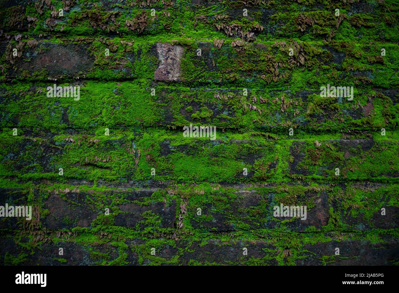 Green moss on the old brick wall has an abstract background texture ...