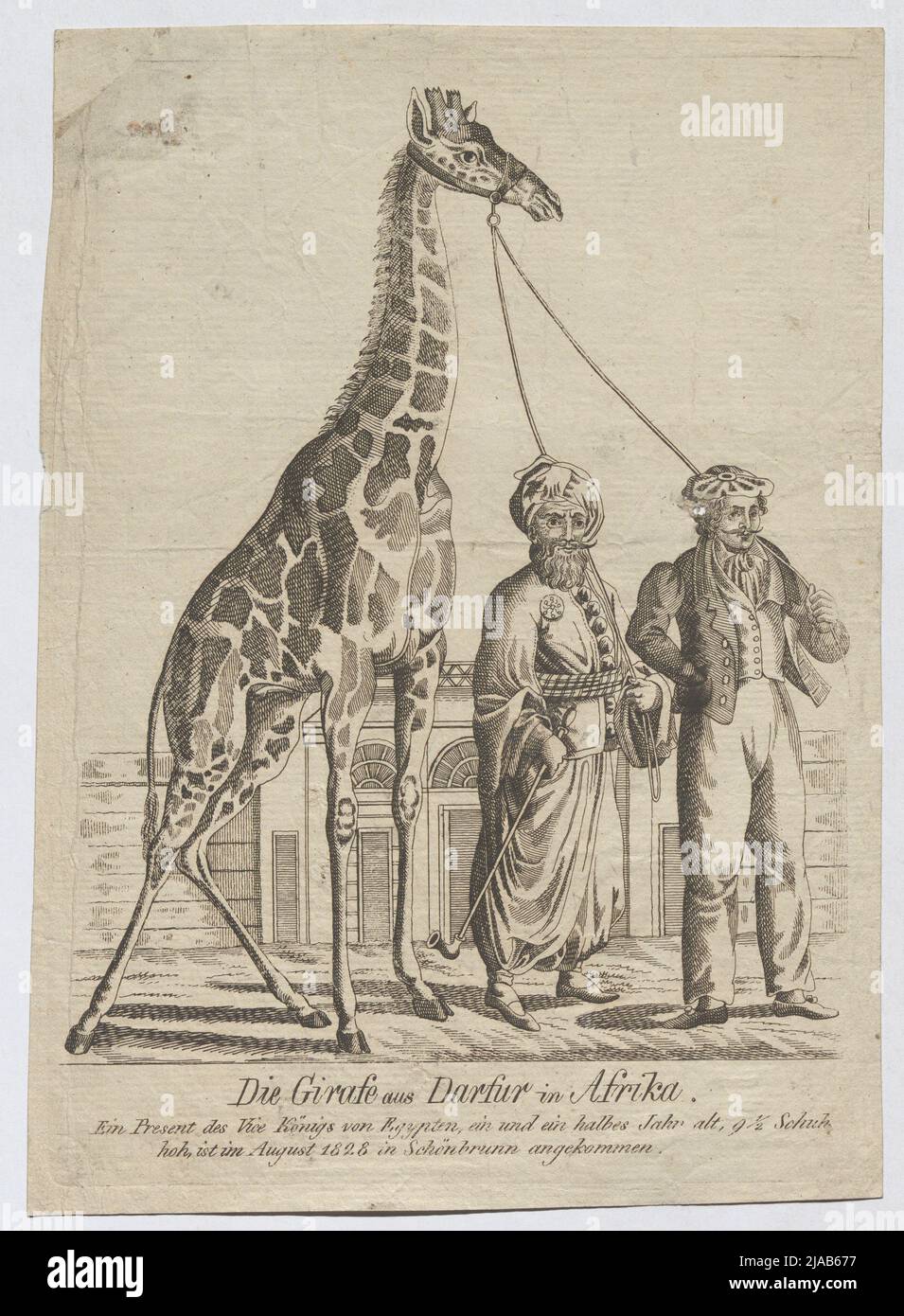 "The Girafe from Darfur in Africa / a present of the Vice King of Egypt ...