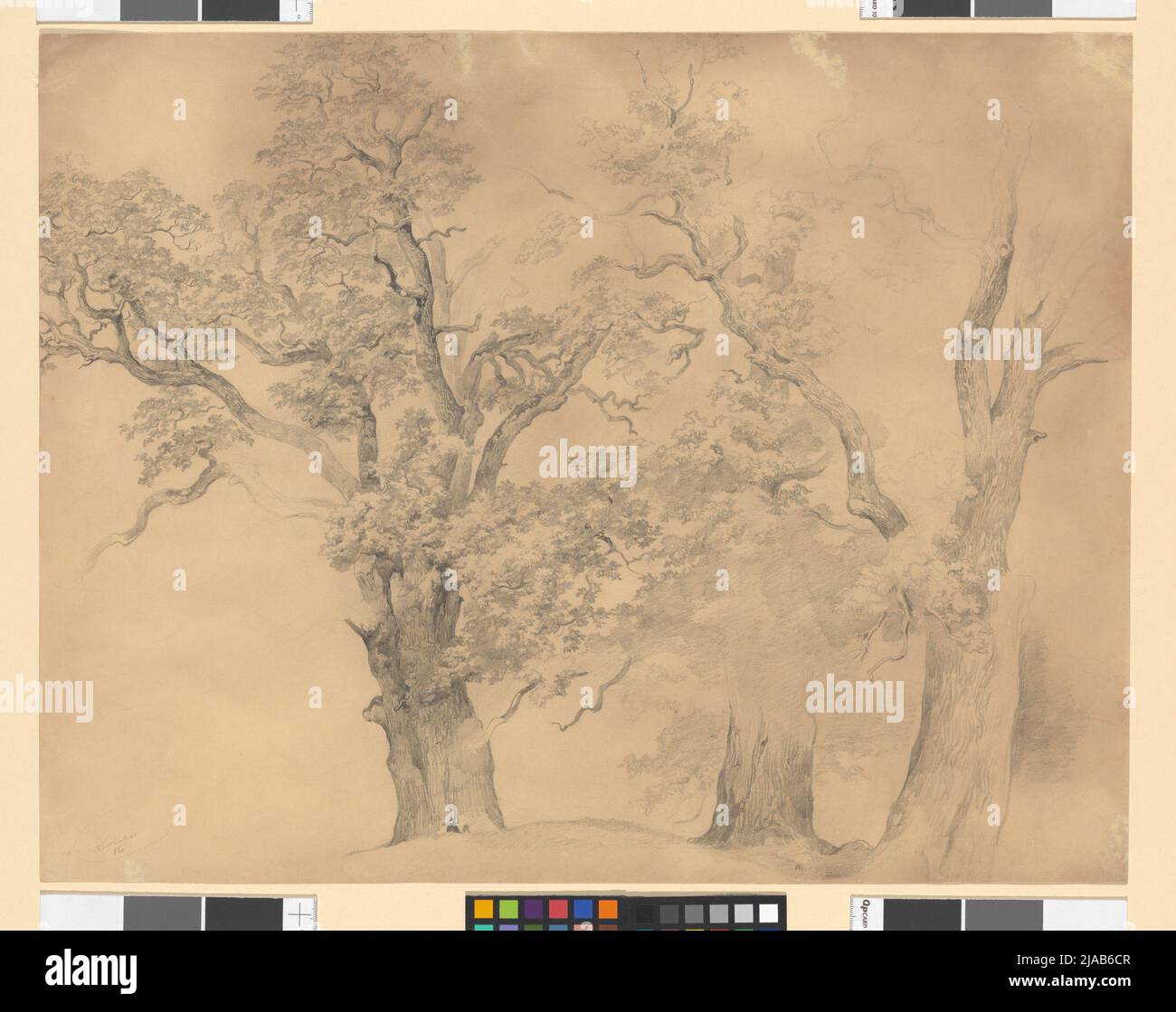 Tree study. Josef Kriehuber (1800-1876), artist Stock Photo - Alamy