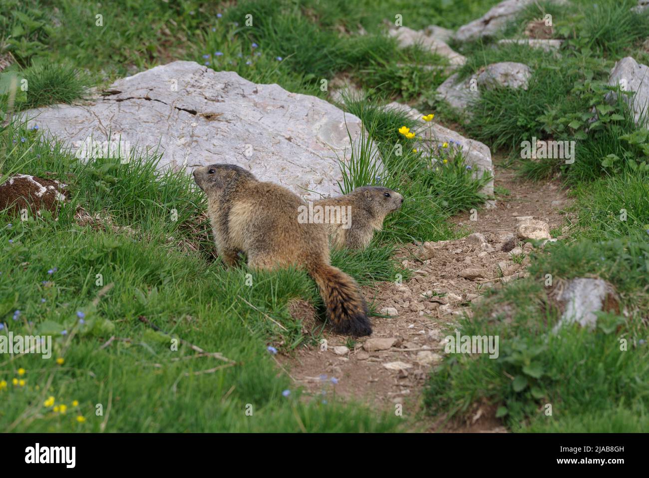 Two Alpine marmots (Marmota marmota) at entrance of burrow, Ligurian Alps, Italy Stock Photo - Alamy