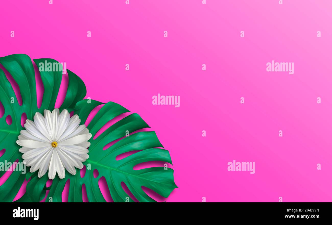 Tropical leaves and white flower on the pacific pink background Stock ...
