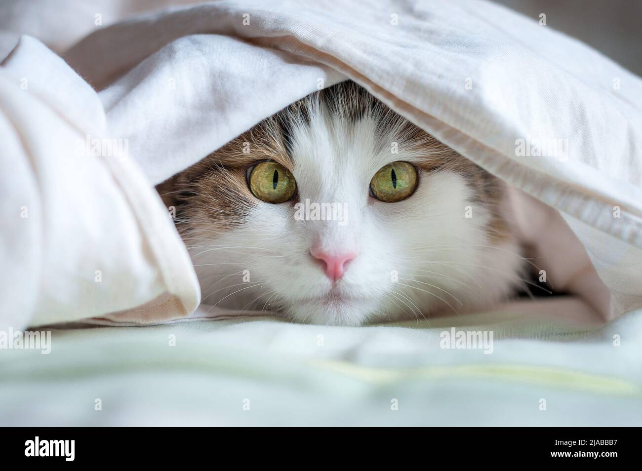 Multi color cat hi-res stock photography and images - Alamy
