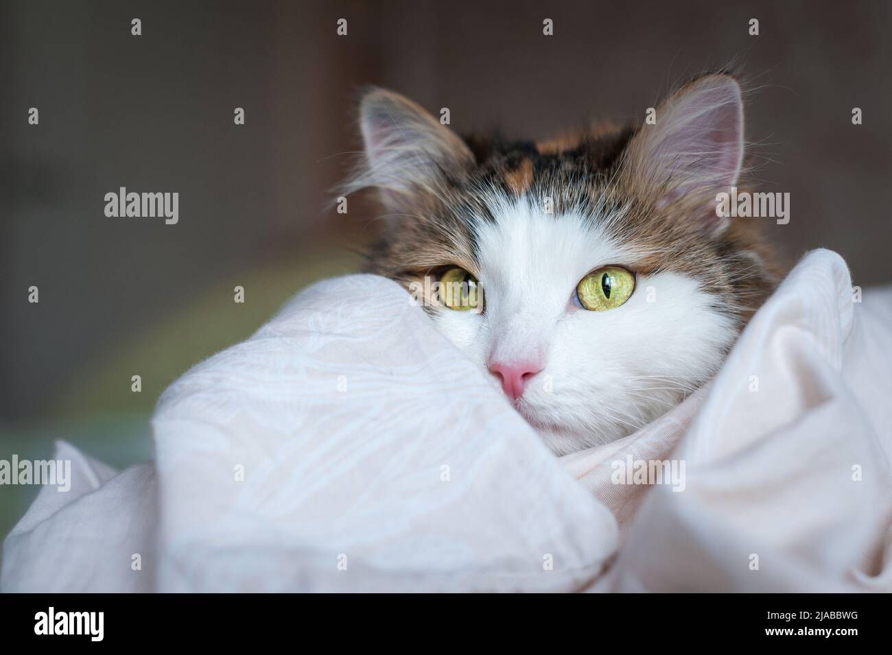 Multi color cat hi-res stock photography and images - Alamy