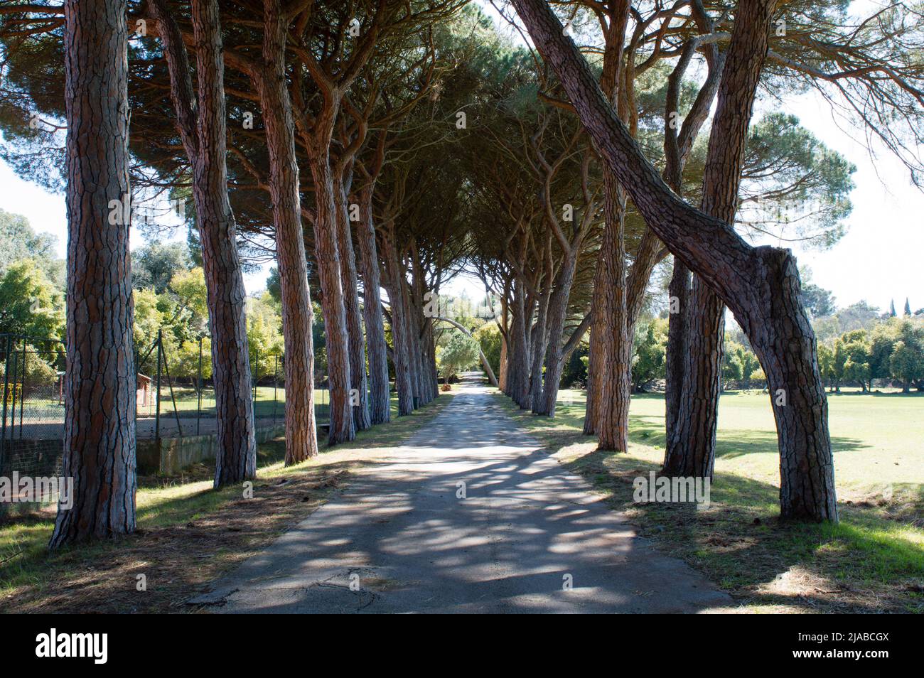 Beautiful alley of high pine trees, Pinus Pinea, in Brijuni, Istria ...