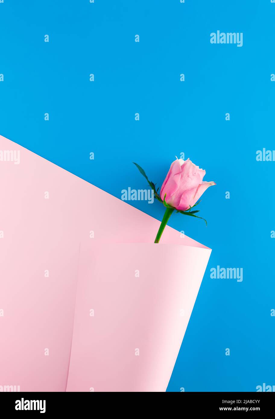 Pastel pink rose flower in a bouquet of wallpaper. Flowers diagonal ...