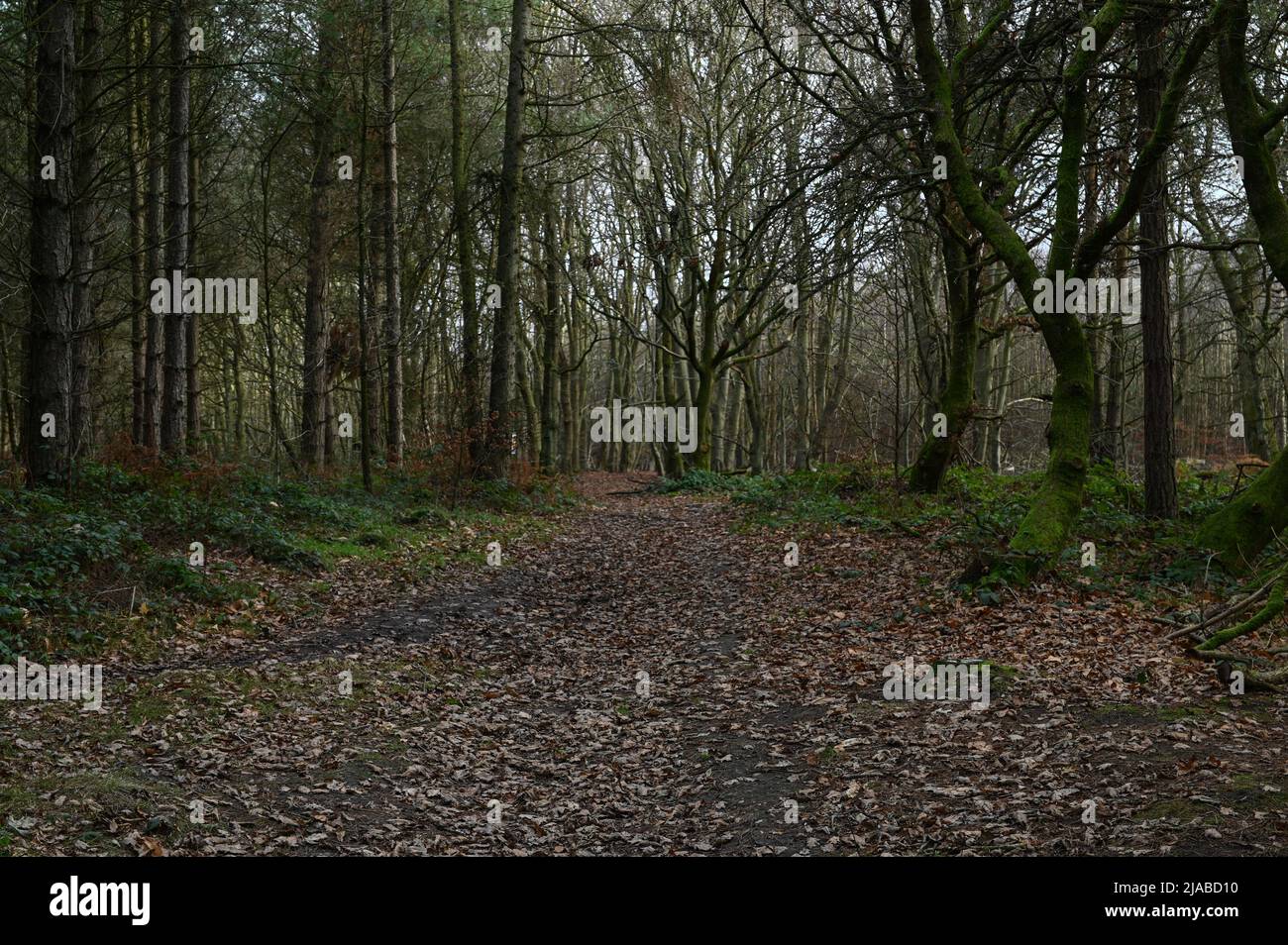 Leafless trees frame hi-res stock photography and images - Alamy