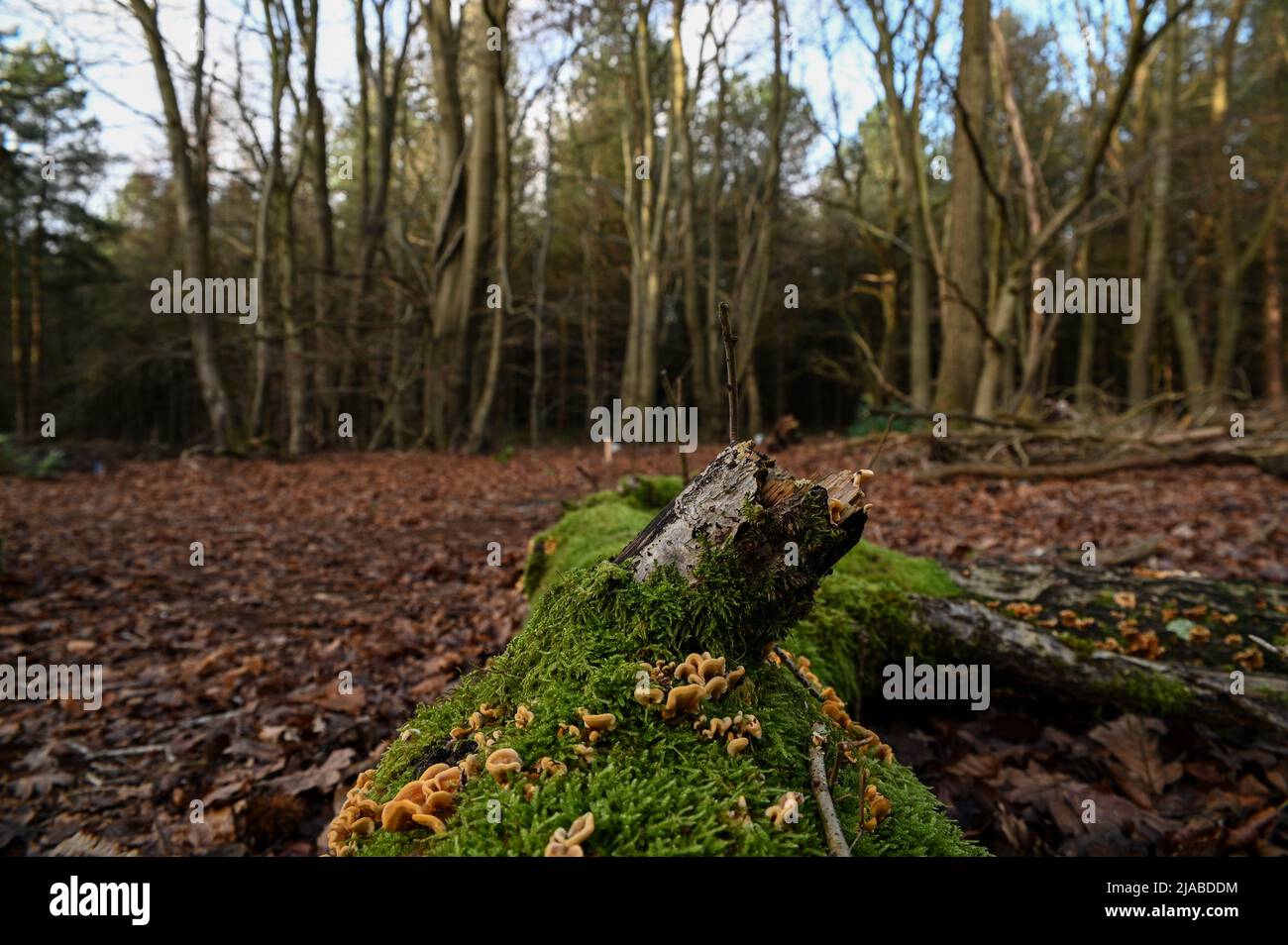 From sigma hi-res stock photography and images - Alamy