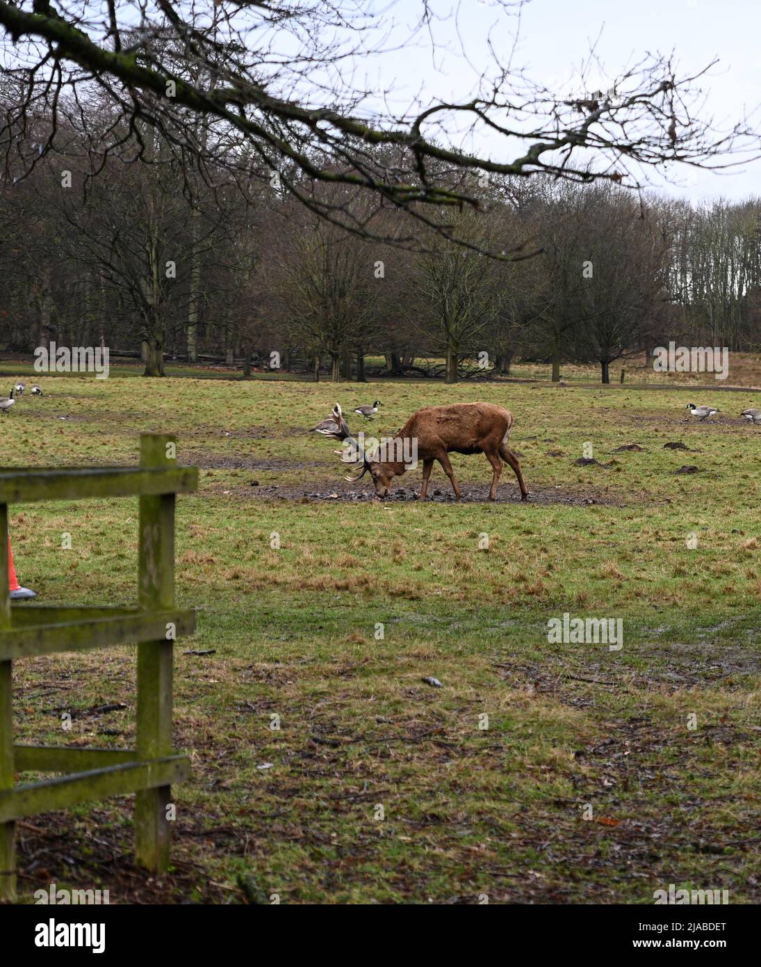 Hungry deer hi-res stock photography and images - Alamy