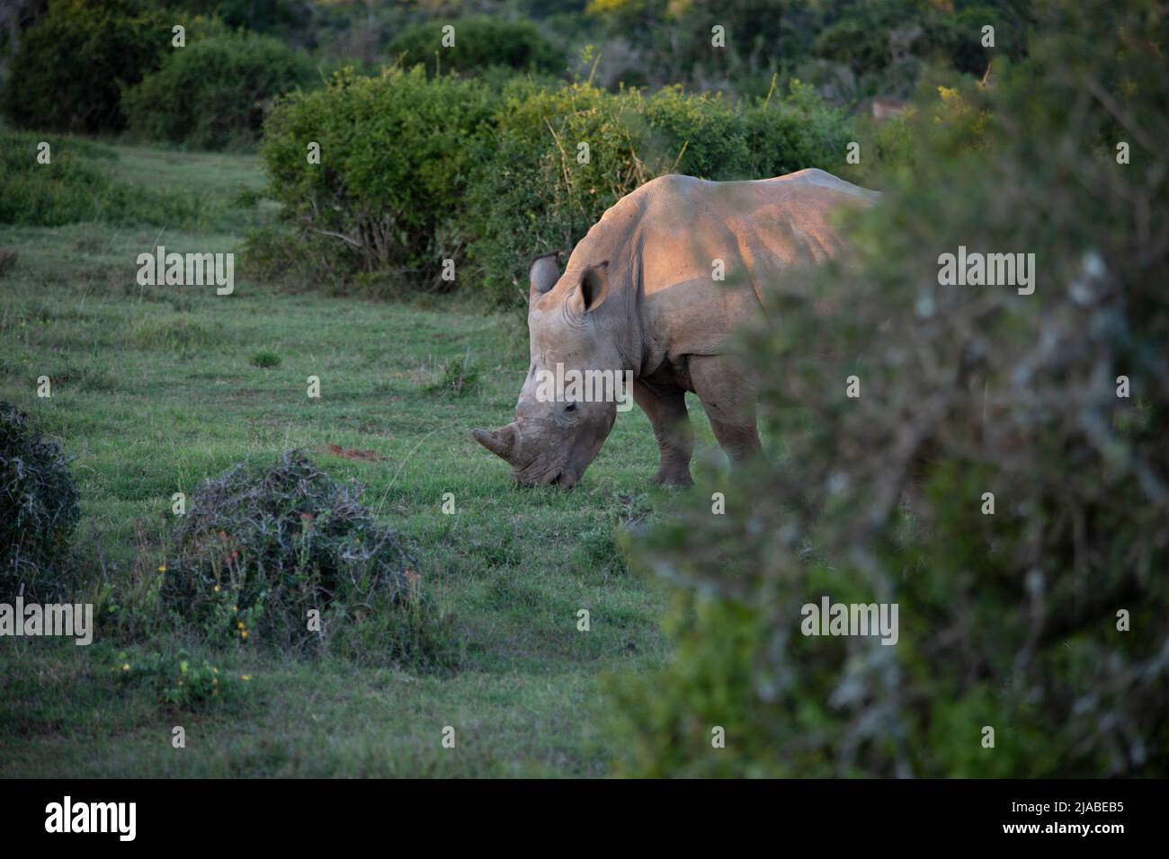 African Wildlife safari in a reserve holding the Big 5 Stock Photo - Alamy