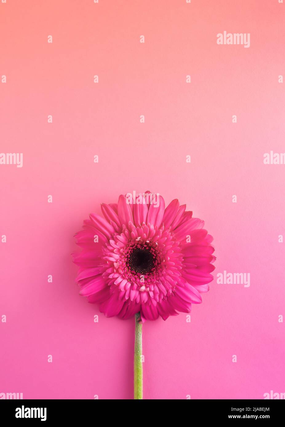 Pink flower gerbera on pink and orange background. Minimal concept ...