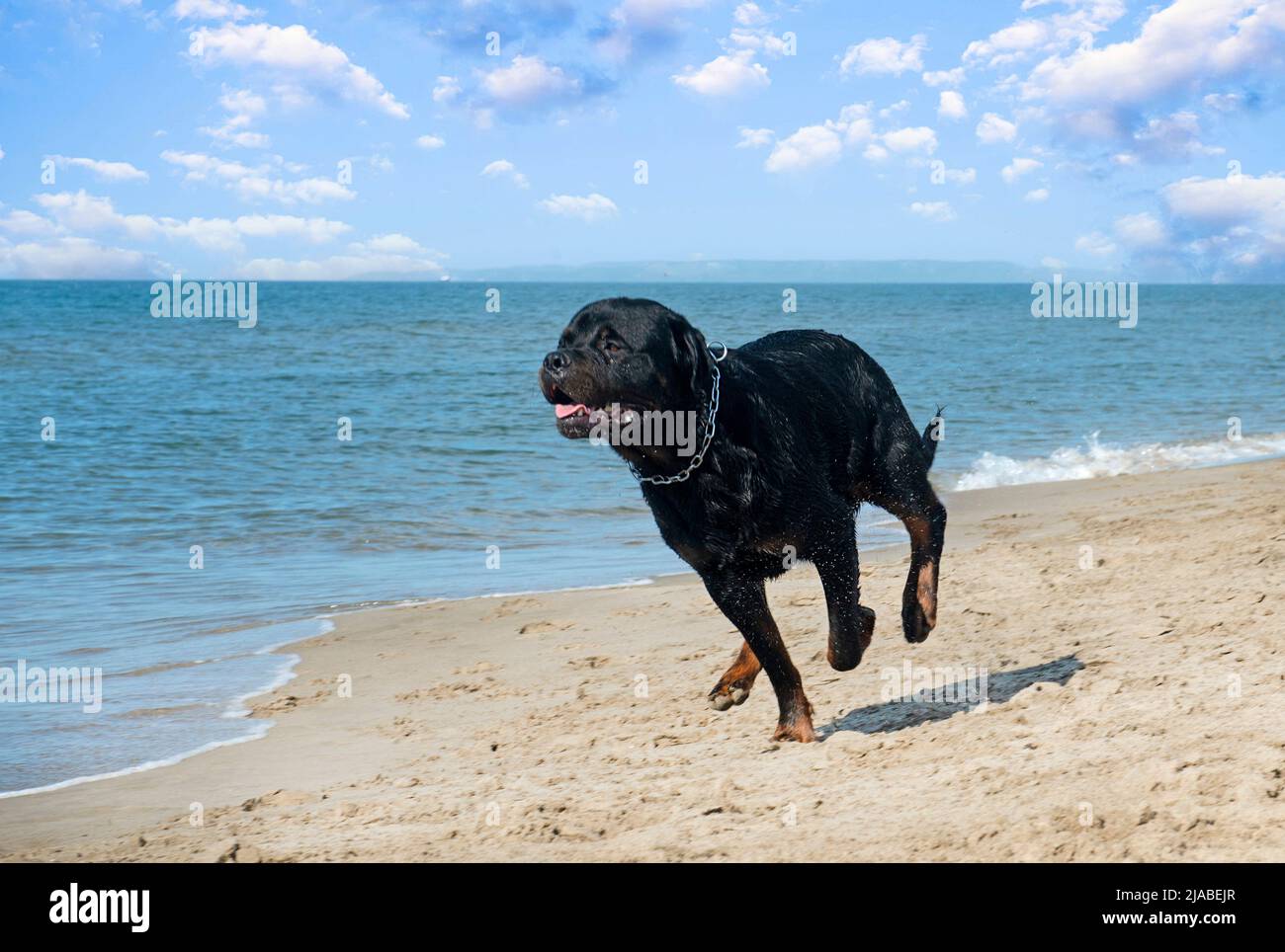 running male rottweiler on the beach in summer Stock Photo - Alamy