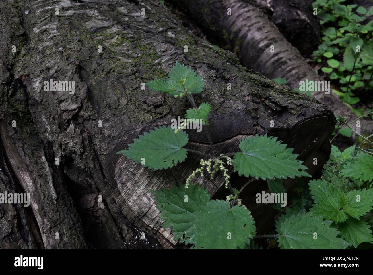 Big Trunk of a Tree Stock Photo - Alamy