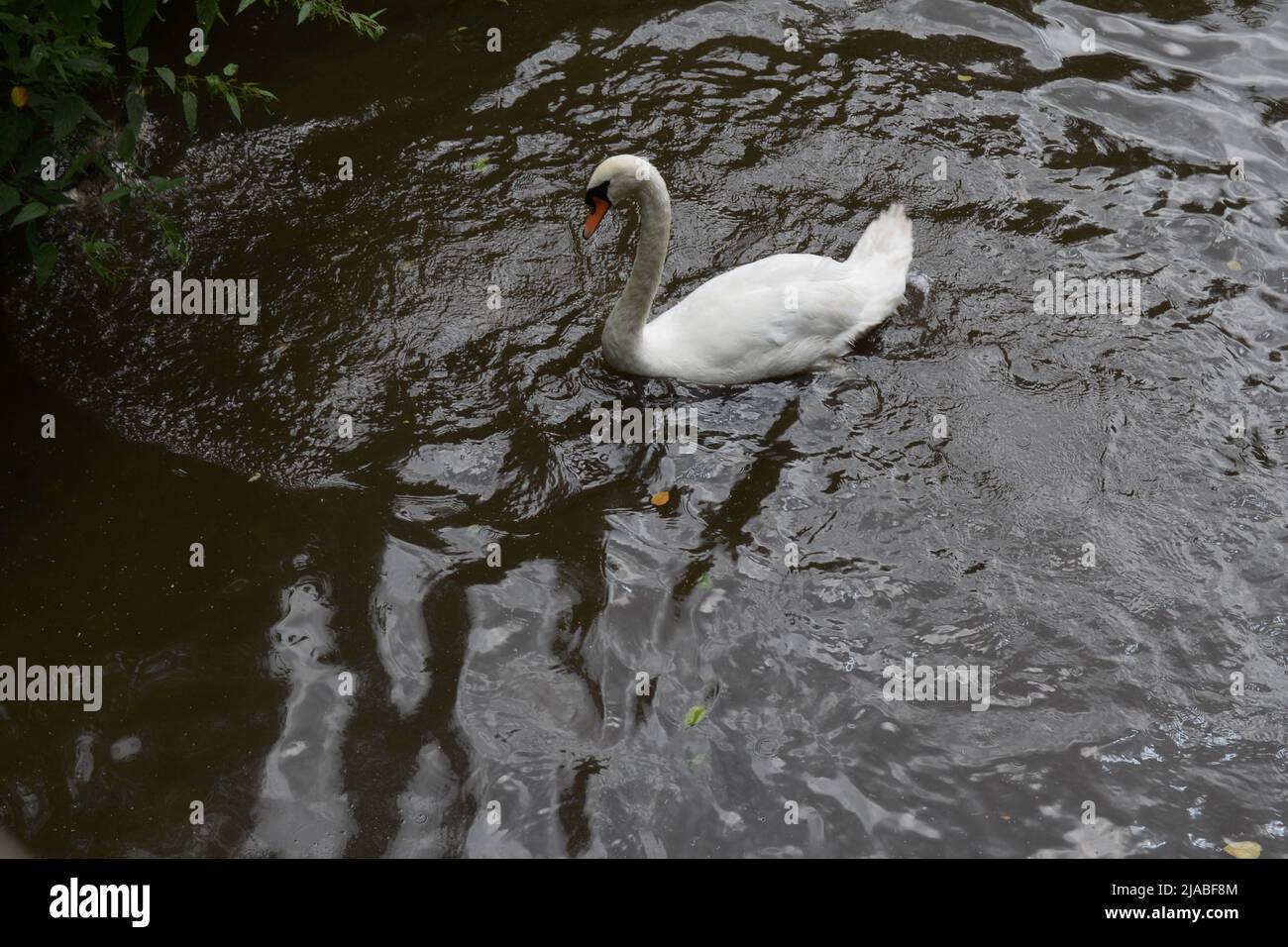 Picture of goose hi-res stock photography and images - Alamy