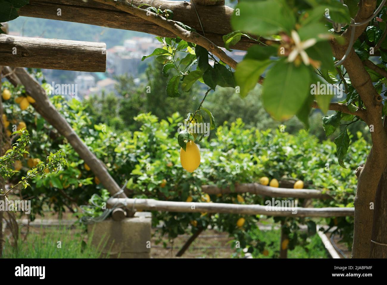 Lemon orchard in Ravello, Amalfi coast, Italy Stock Photo - Alamy