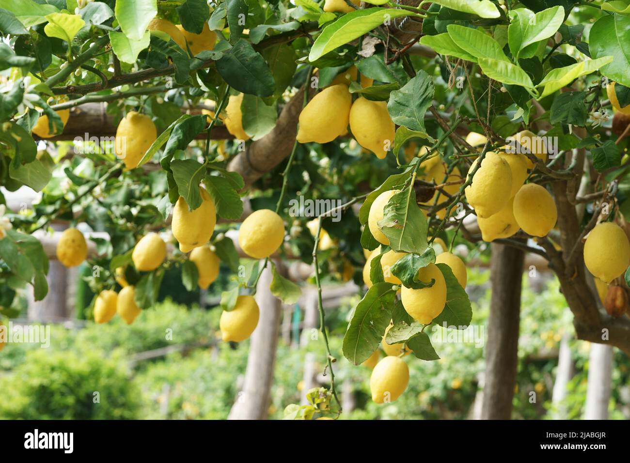 Lemon orchard in Ravello, Amalfi coast, Italy Stock Photo - Alamy