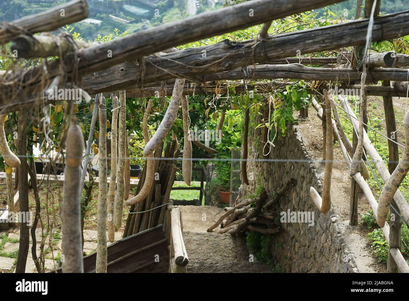 Tipical oblong Pumpkins in the garden in Ravello village, Amalfi coast ...
