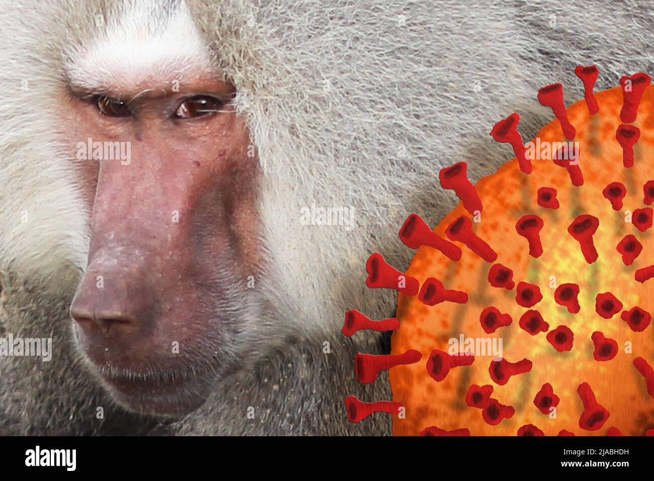 monkeypox virus and monkey photo Stock Photo - Alamy