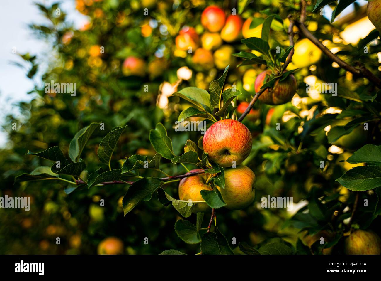 Beautiful view of apple orchard Stock Photo - Alamy