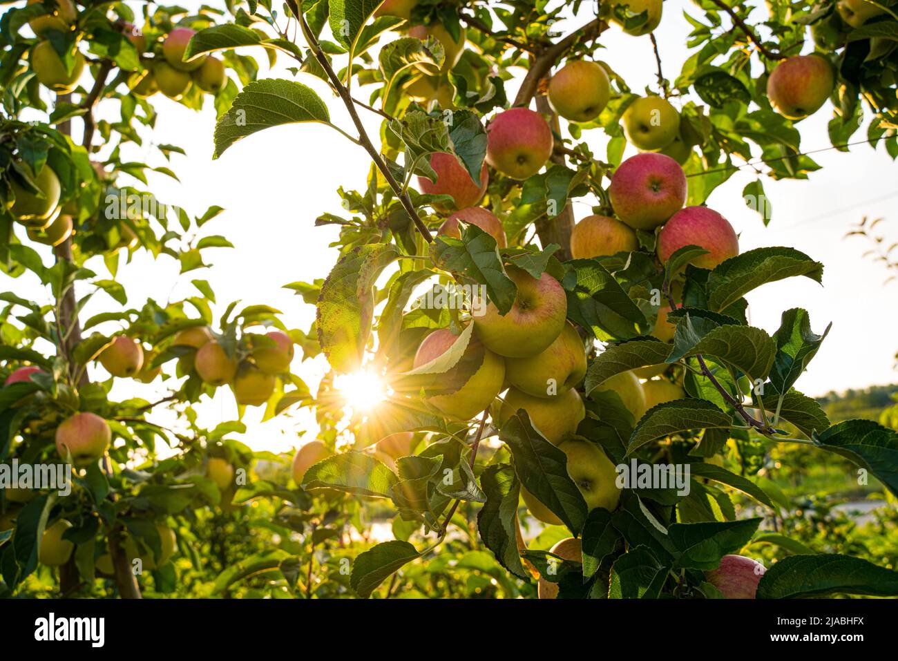 Beautiful view of apple orchard Stock Photo - Alamy