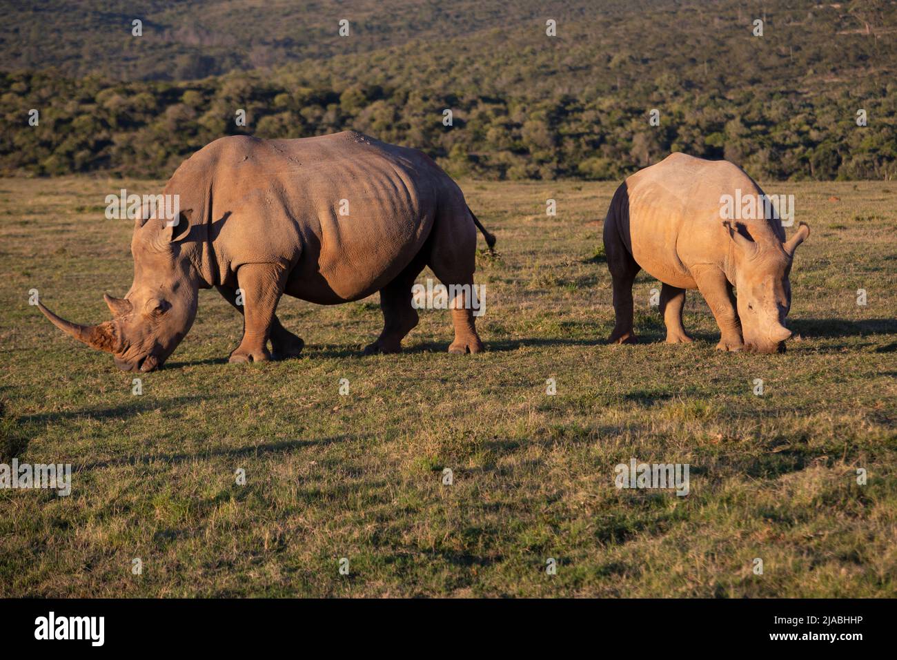 African Wildlife safari in a reserve holding the Big 5 Stock Photo - Alamy